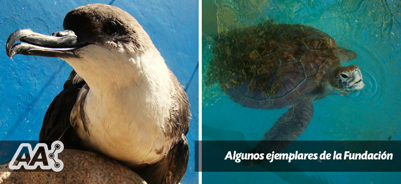 Mundo Marino: el clásico de San Clemente del Tuyú – Blog Alquiler Argentina